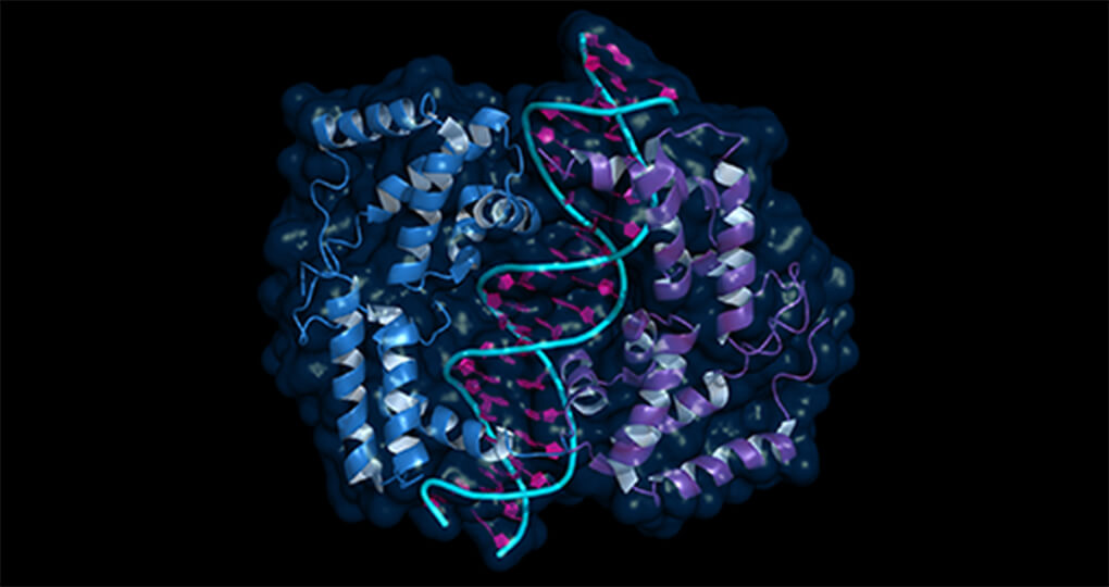 ChIP-Seq | Gene Nex – 次世代シーケンス受託解析サービス「ジーンネックス」